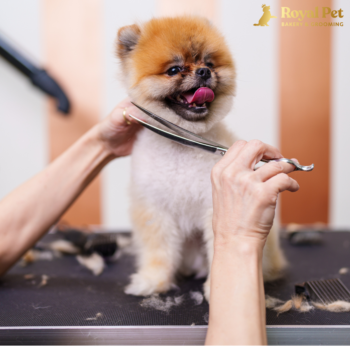 Dog Care and Grooming: Essential Tips from Royal Pet Bakery & Groo ...