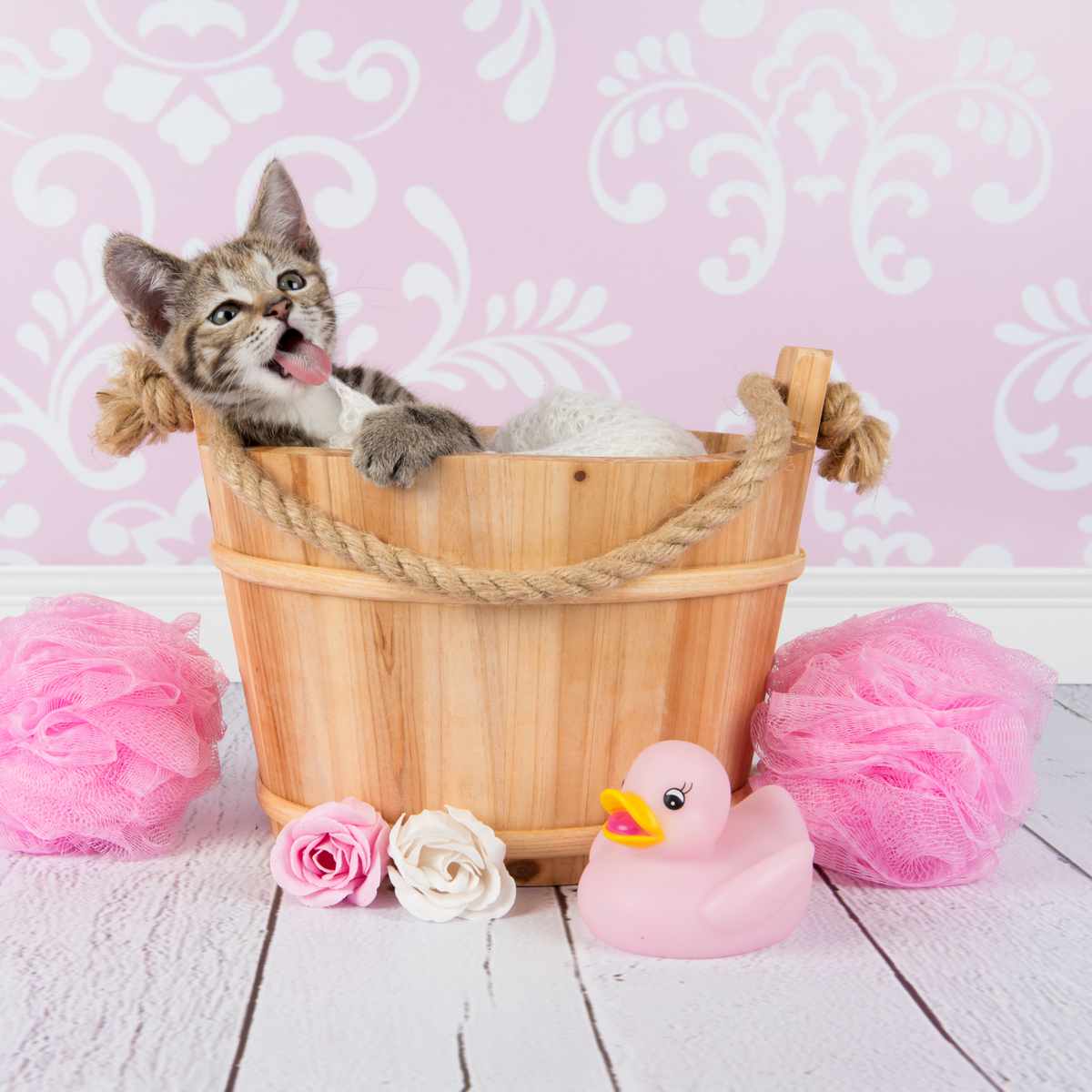 Royal Spa Bath Kitten – Royal Pet Bakery & Grooming